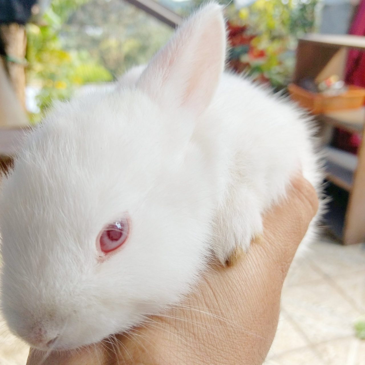 Los animales son FEOS en la cultura Q'eqchi'