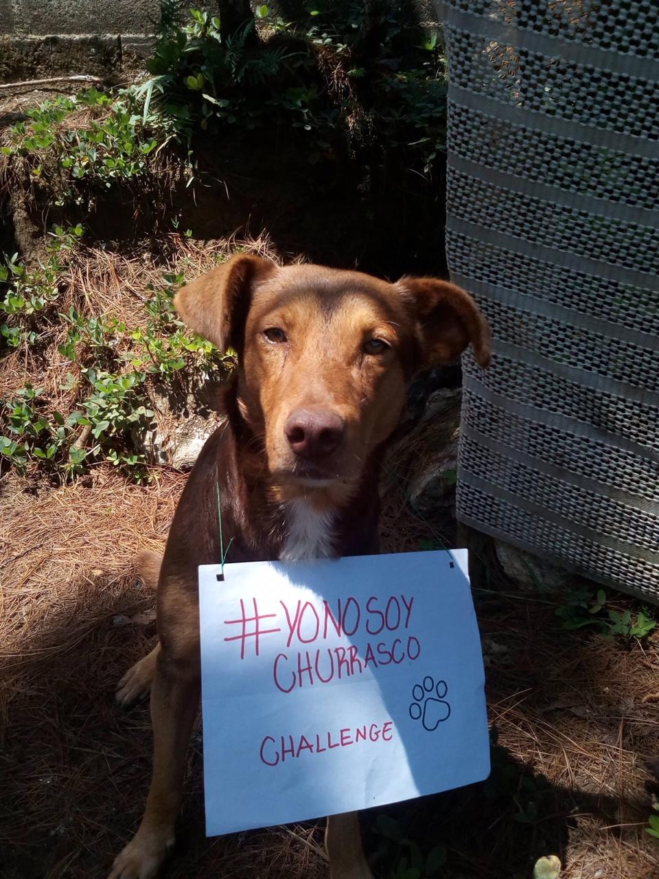 ¿En Cobán comen perros? ¿El rumor se confirma? + MOMAZOS