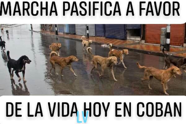 ¿En Cobán comen perros? ¿El rumor se confirma? + MOMAZOS