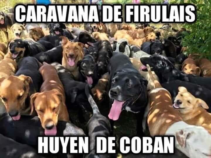 ¿En Cobán comen perros? ¿El rumor se confirma? + MOMAZOS