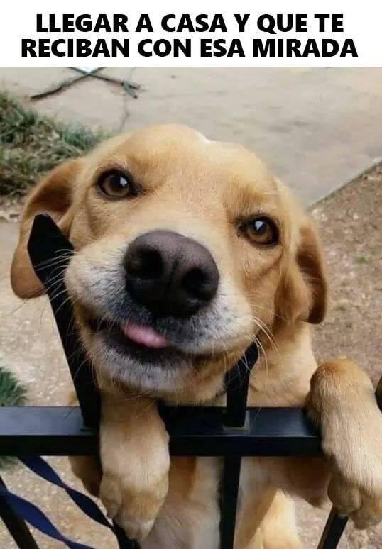 ¿En Cobán comen perros? ¿El rumor se confirma? + MOMAZOS