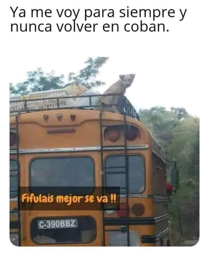 ¿En Cobán comen perros? ¿El rumor se confirma? + MOMAZOS