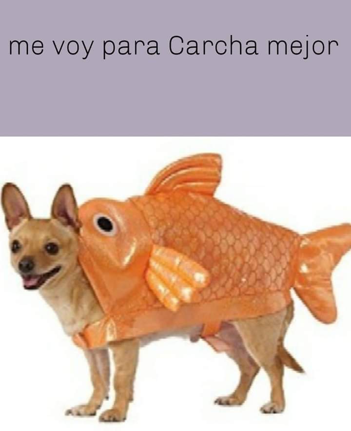 ¿En Cobán comen perros? ¿El rumor se confirma? + MOMAZOS