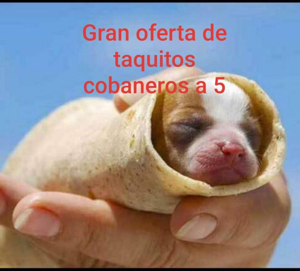 ¿En Cobán comen perros? ¿El rumor se confirma? + MOMAZOS