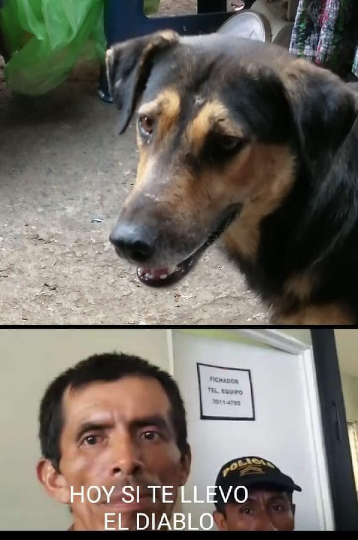 ¿En Cobán comen perros? ¿El rumor se confirma? + MOMAZOS