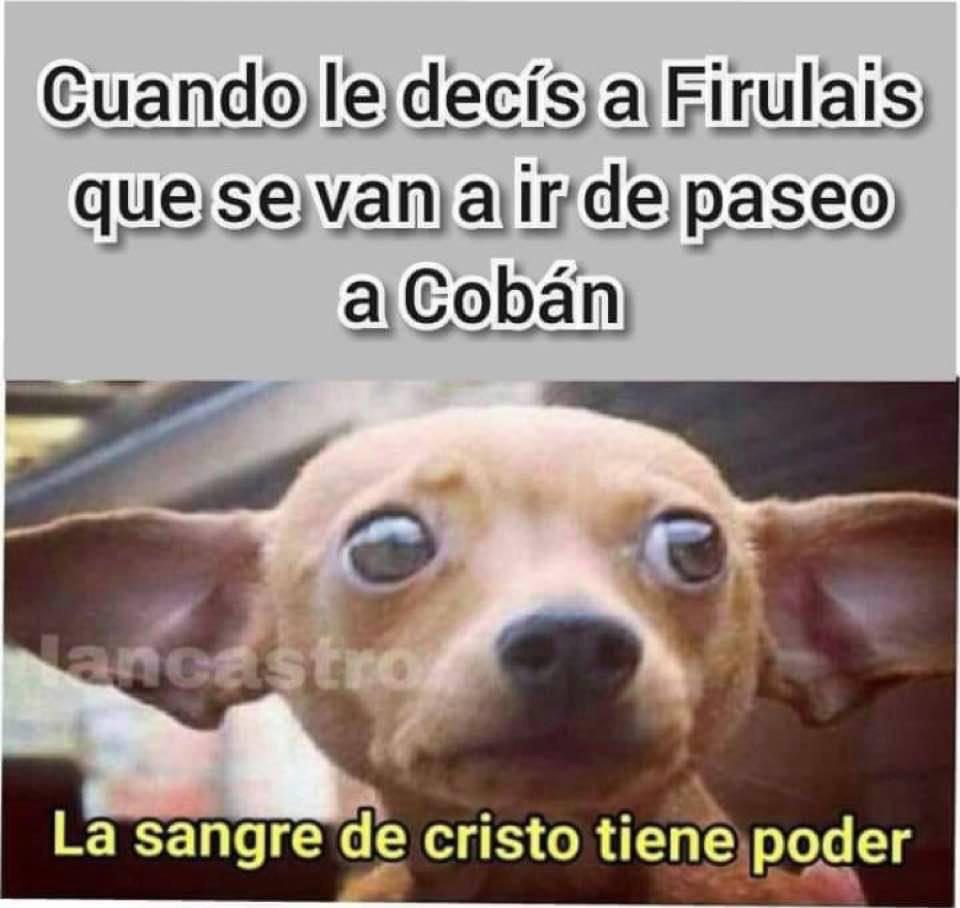 ¿En Cobán comen perros? ¿El rumor se confirma? + MOMAZOS