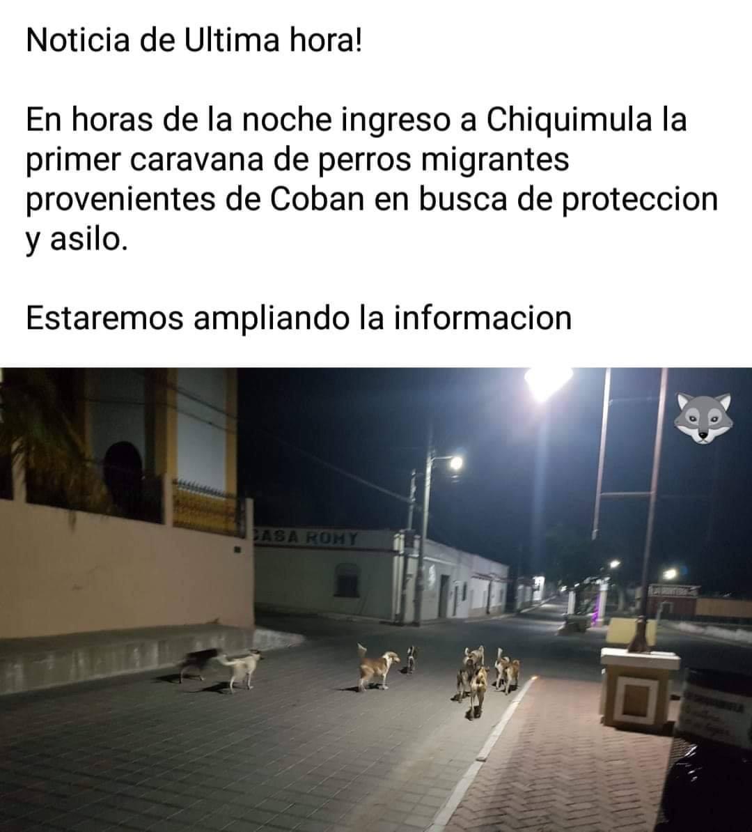 ¿En Cobán comen perros? ¿El rumor se confirma? + MOMAZOS