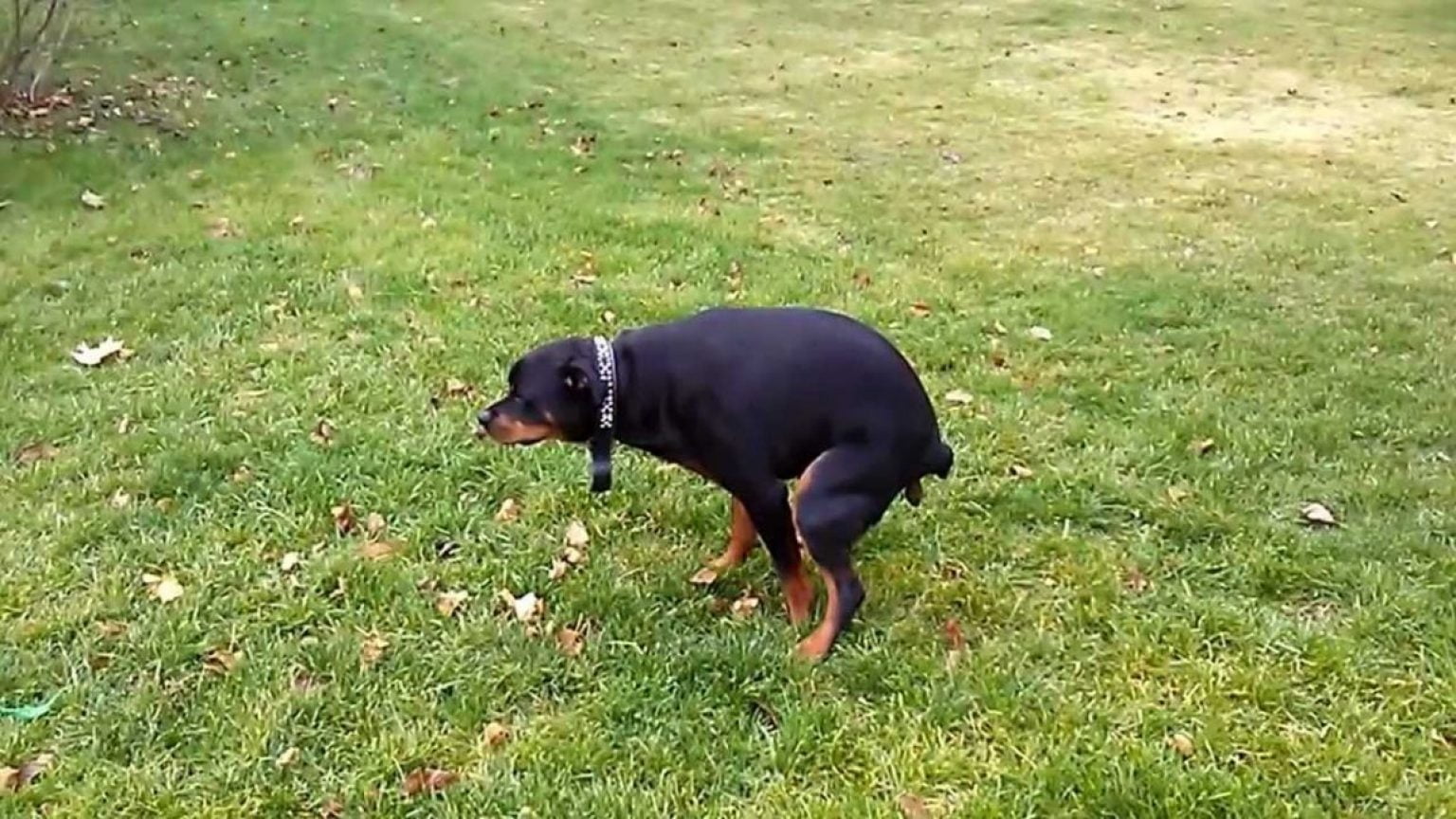 La leyenda de los perros defecando y orinando
